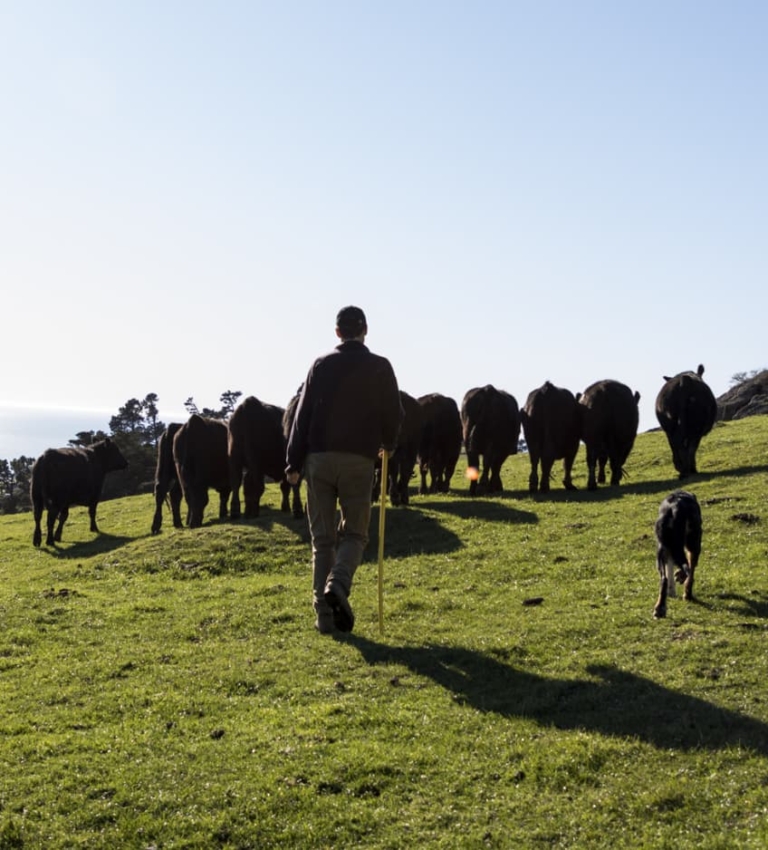 The History Of Alliance Group | Alliance Group NZ
