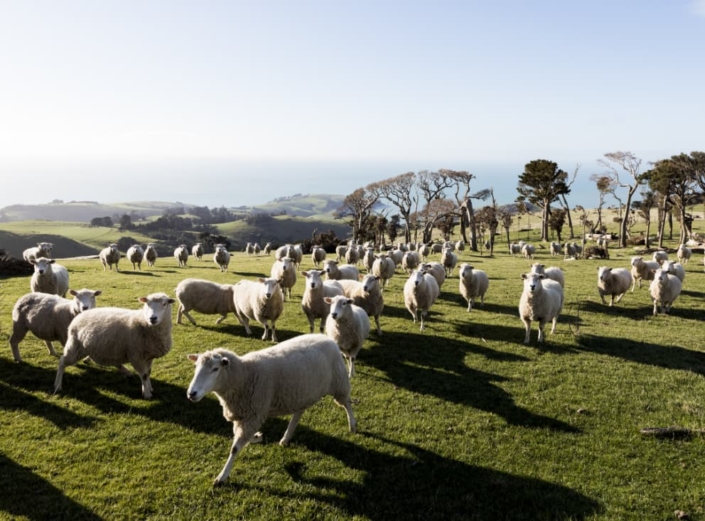 Farmer Shareholders | Alliance Group NZ