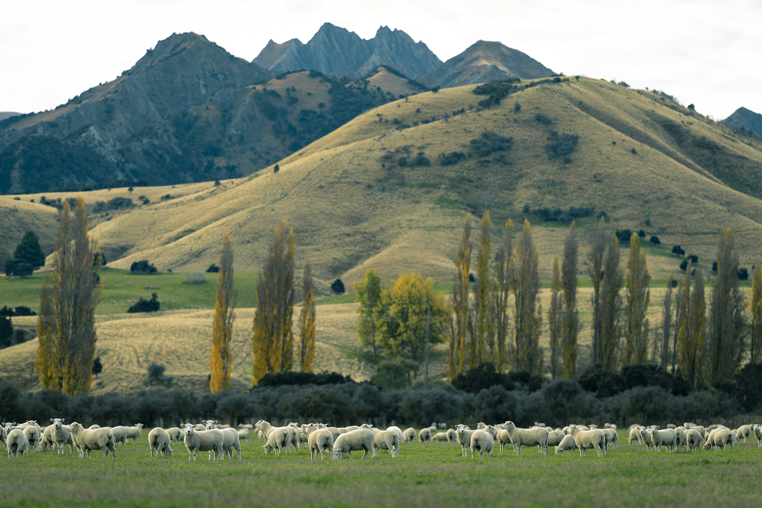 Alliance Group Appoints Chief Executive Officer | Alliance Group NZ