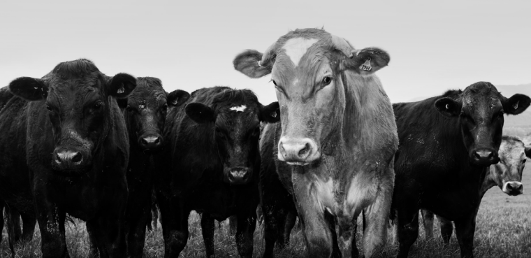 Alliance Launches Wagyu Premium Programme | Alliance Group NZ