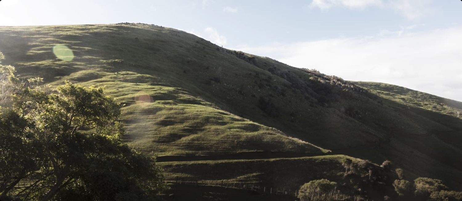 Pure South | Alliance Group NZ