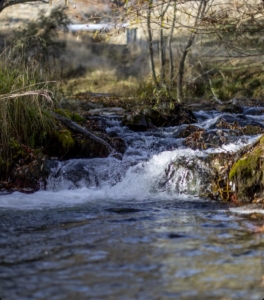 Pure South | Alliance Group NZ