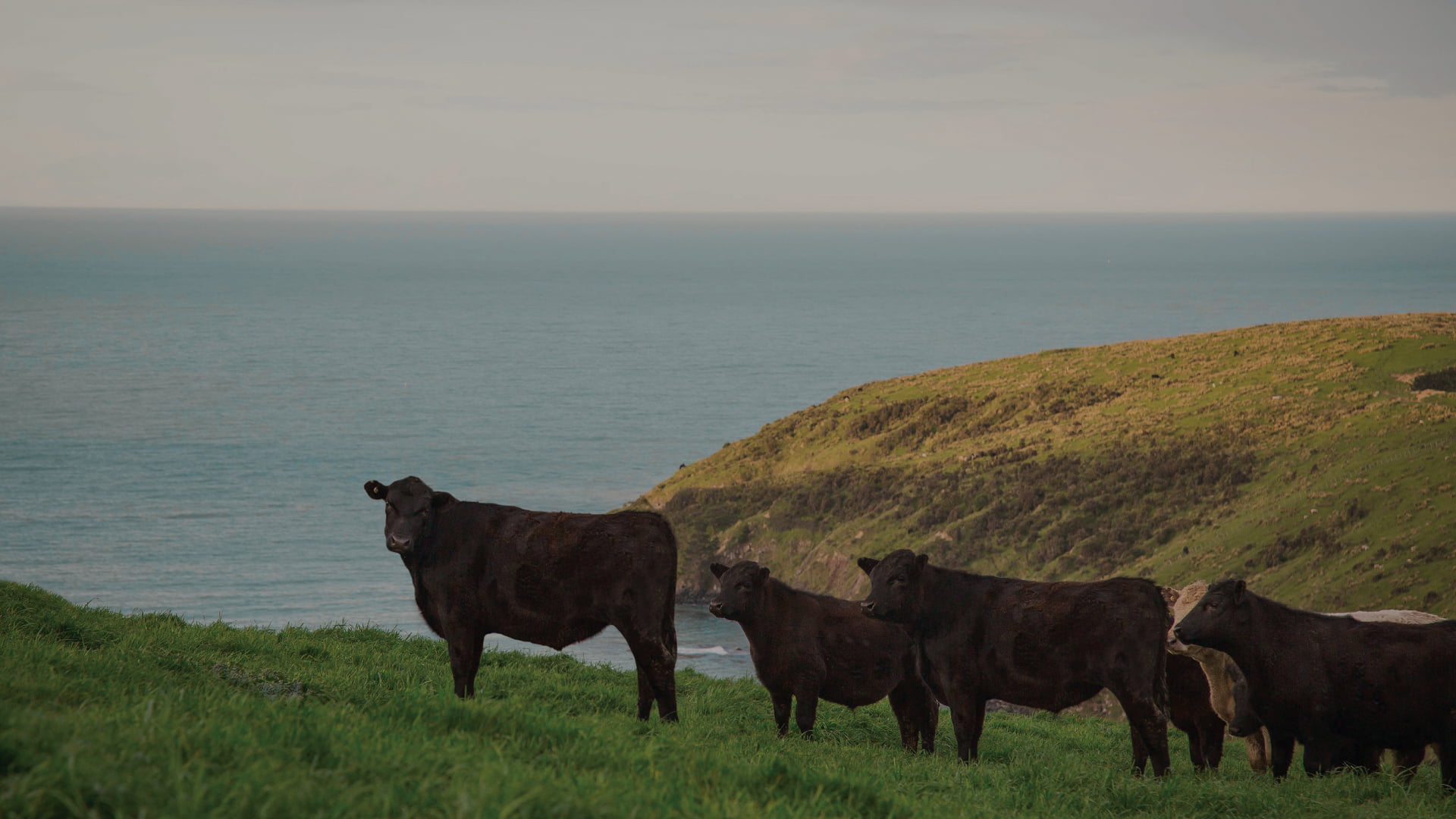 NZ Grassfed Beef And Lamb | Export Sales | Alliance Group NZ