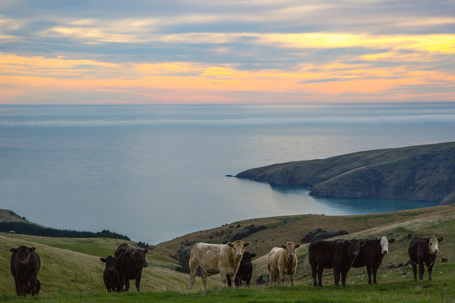 Alliance Launches Premium Wagyu Beef Offer | Alliance Group NZ
