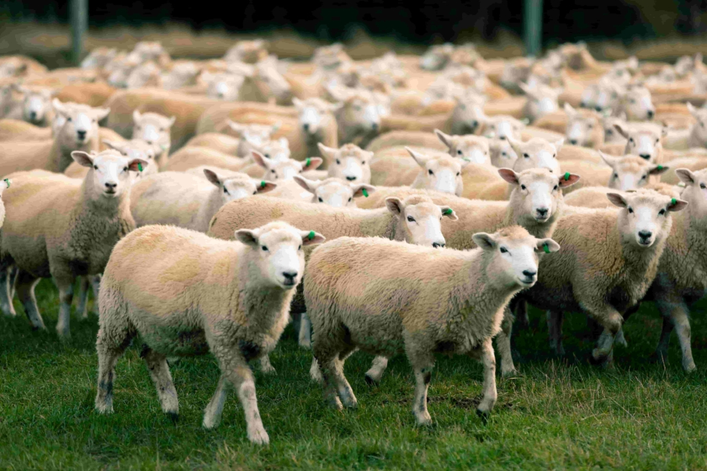 Pure South | Alliance Group NZ